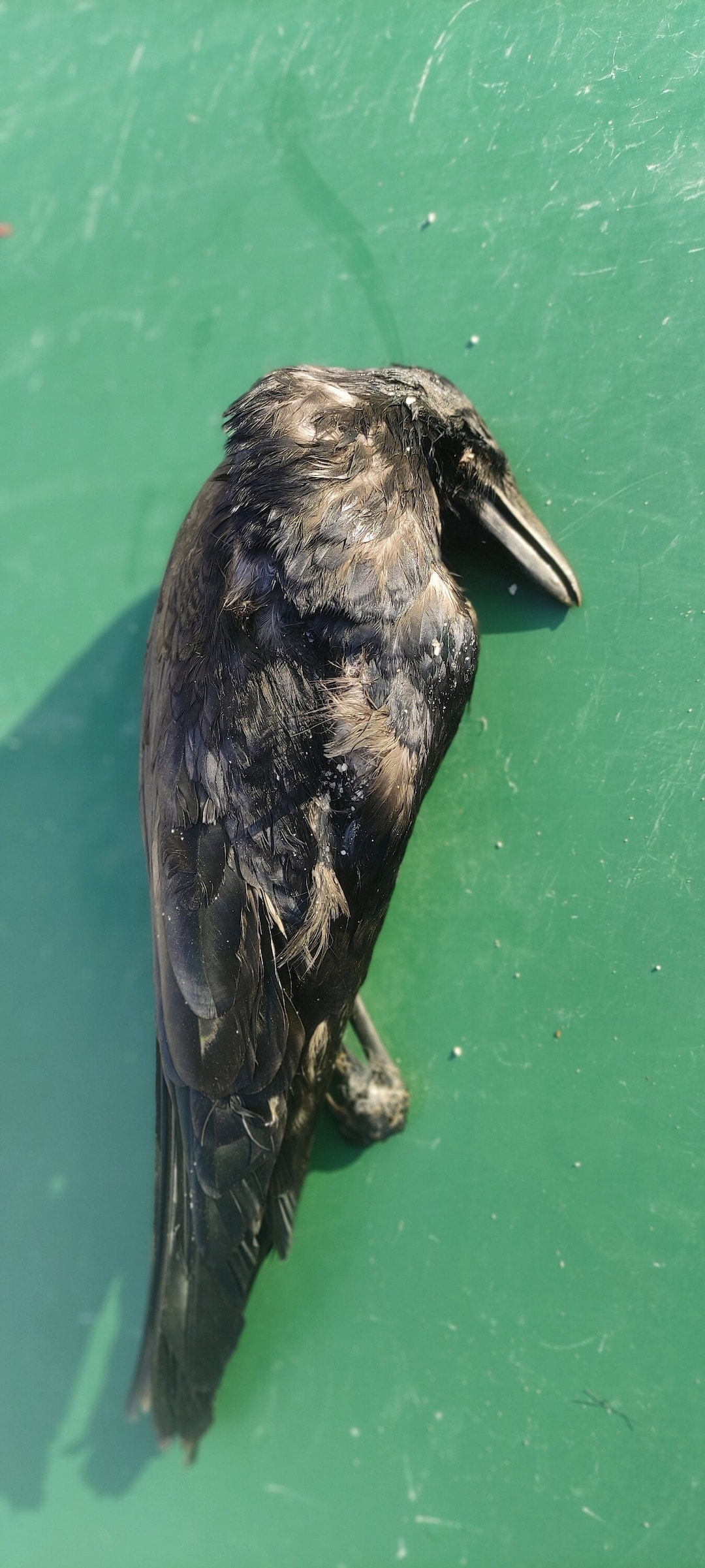 Eastern Carrion Crow Salted Skin Taxidermy - Etsy