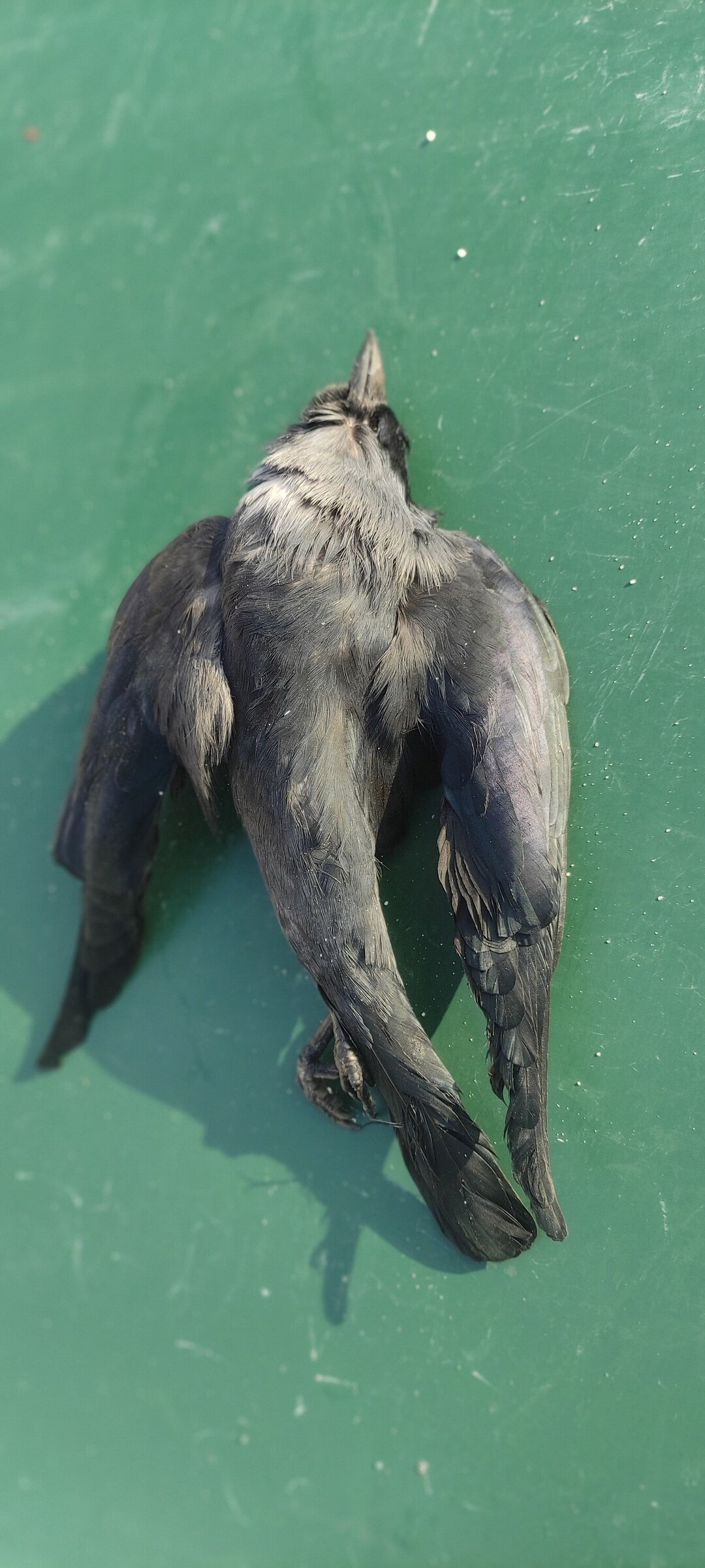 Jackdaw Salted Skin Taxidermy - Etsy