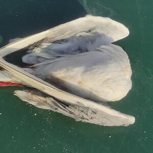 Black Headed Seagull Salted Skin Taxidermy - Etsy