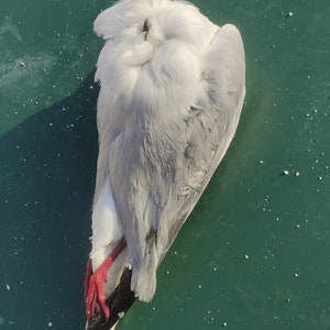 Black Headed Seagull Salted Skin Taxidermy - Etsy