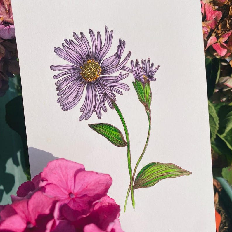 Aster Flower Watercolour Painting - Botanical Floral Art Print ...