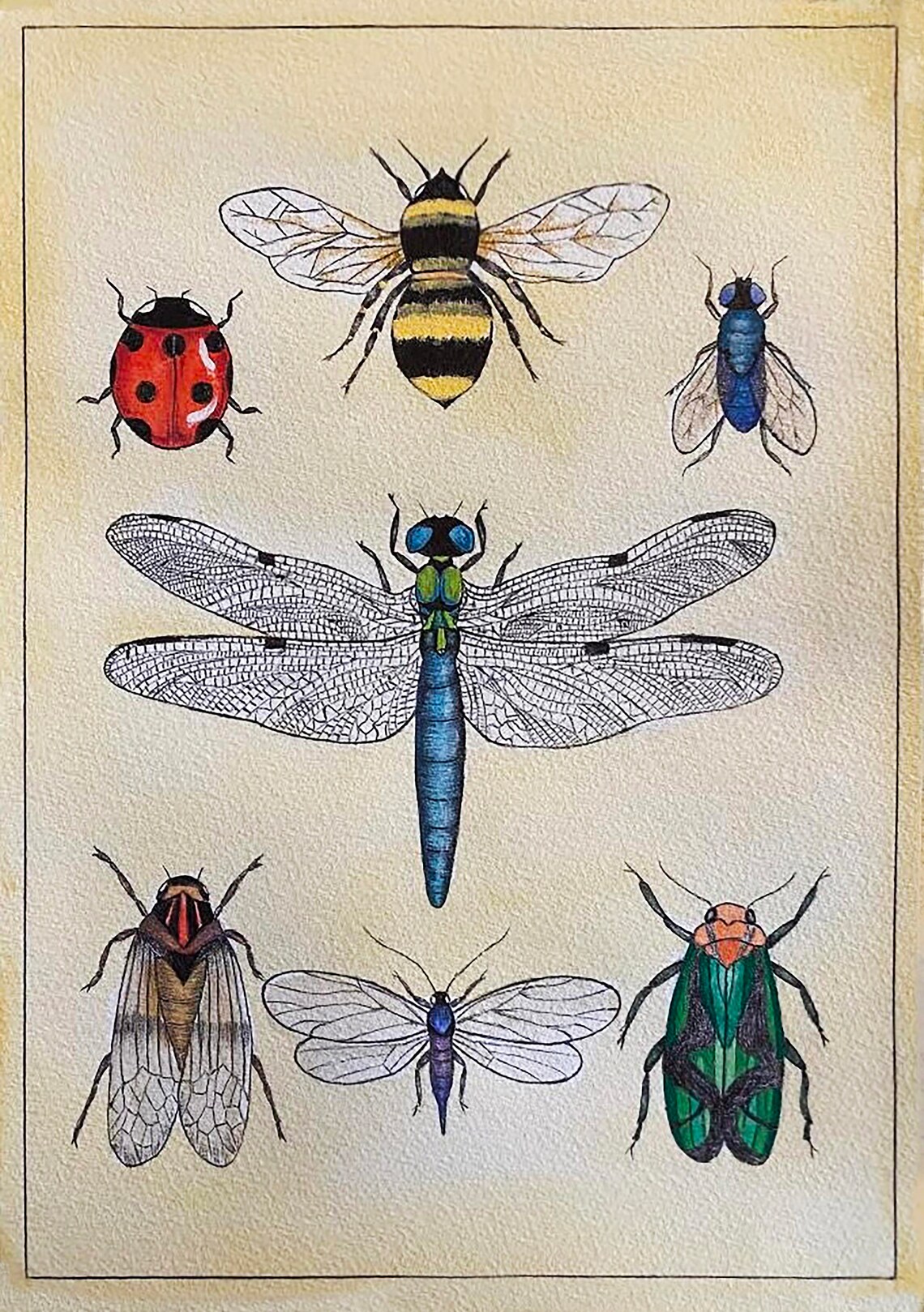 Insects / Bugs Painting Illustration Print - Etsy UK