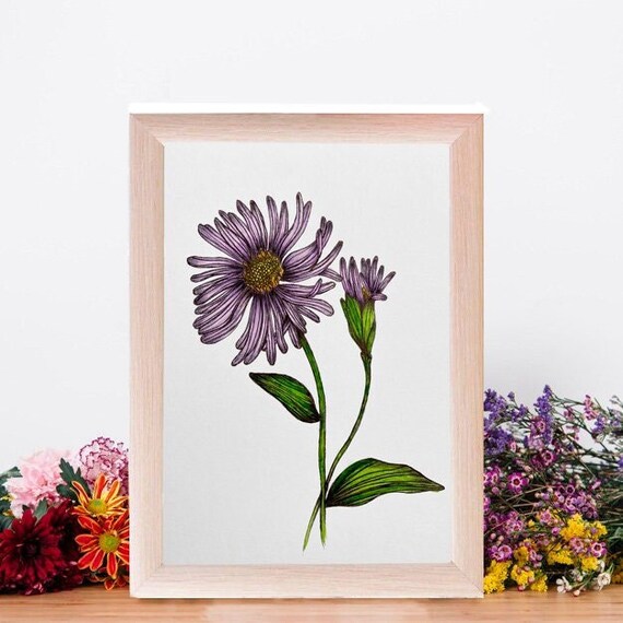 Aster Floral Watercolour Painting Illustration - Etsy