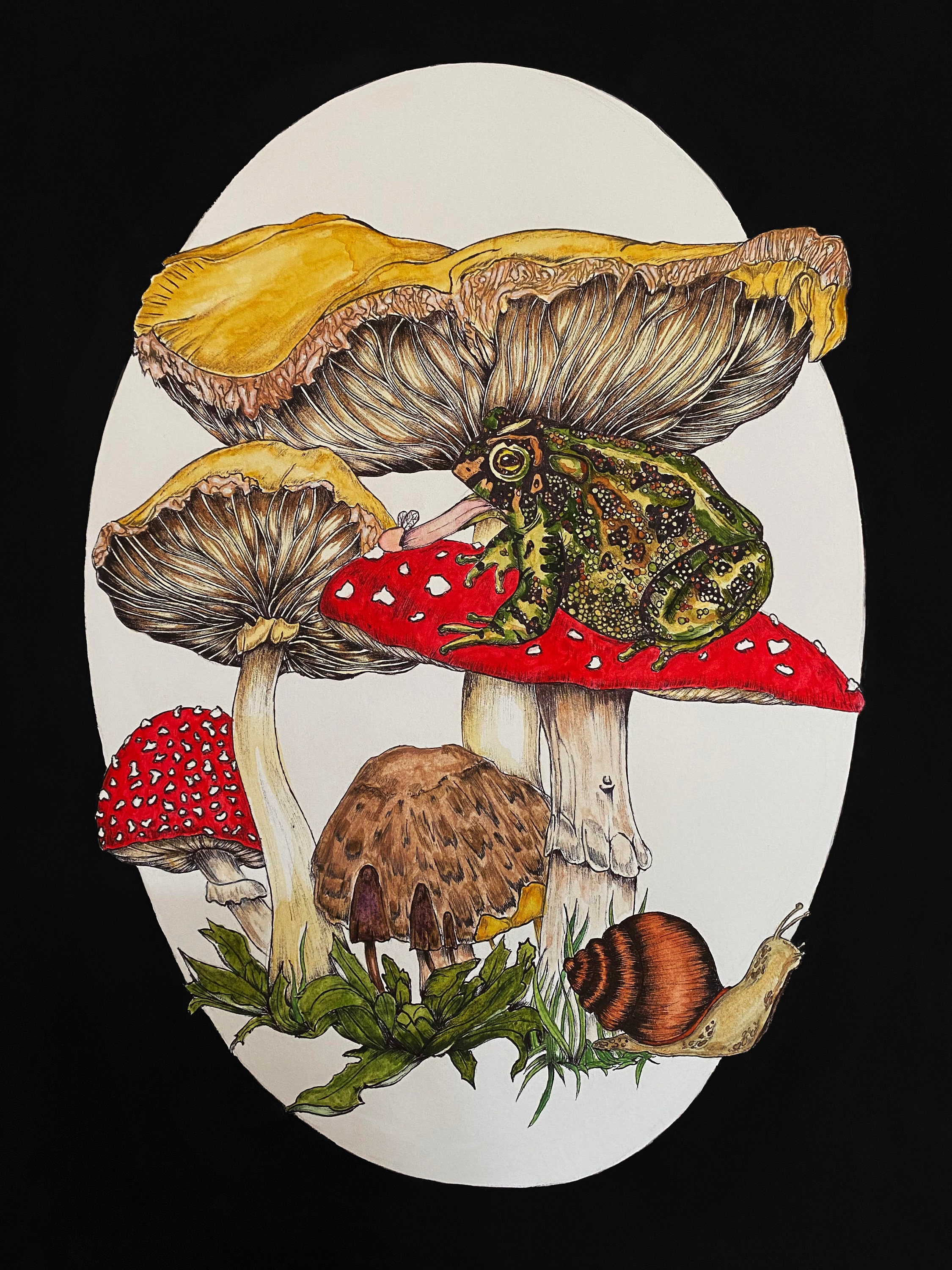 Black Background Toad on Toadstool Watercolour Illustration With Other ...