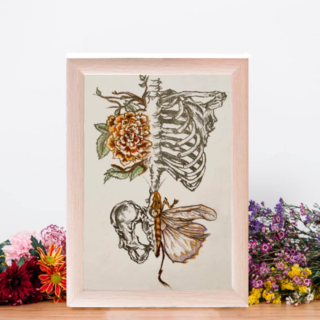 Ribs Skeleton Moth Butterfly Flower Bones Drawing Illustration Print ...