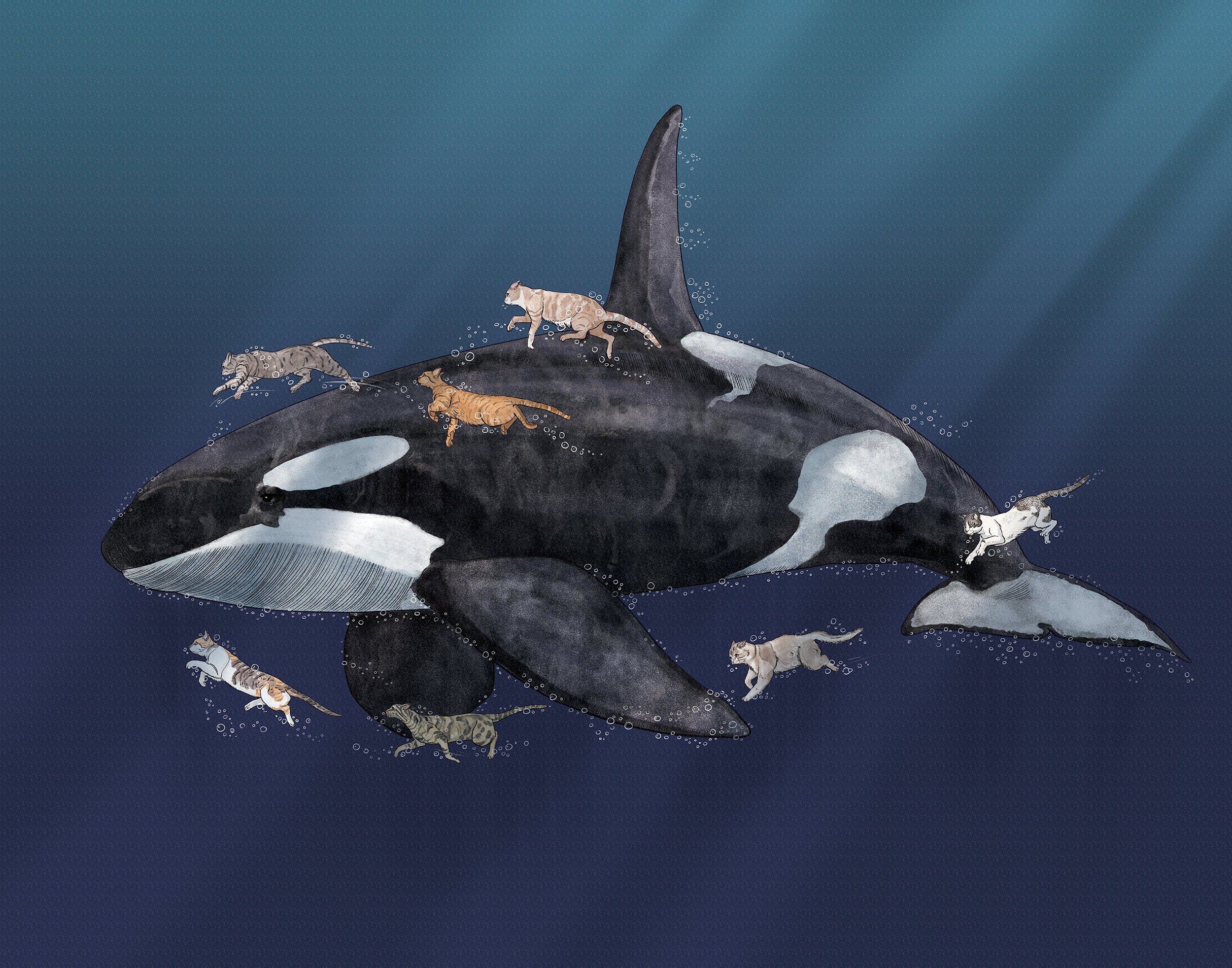 Cats Swimming With Killer Whale 8x10 Print Fine Art Print | Etsy