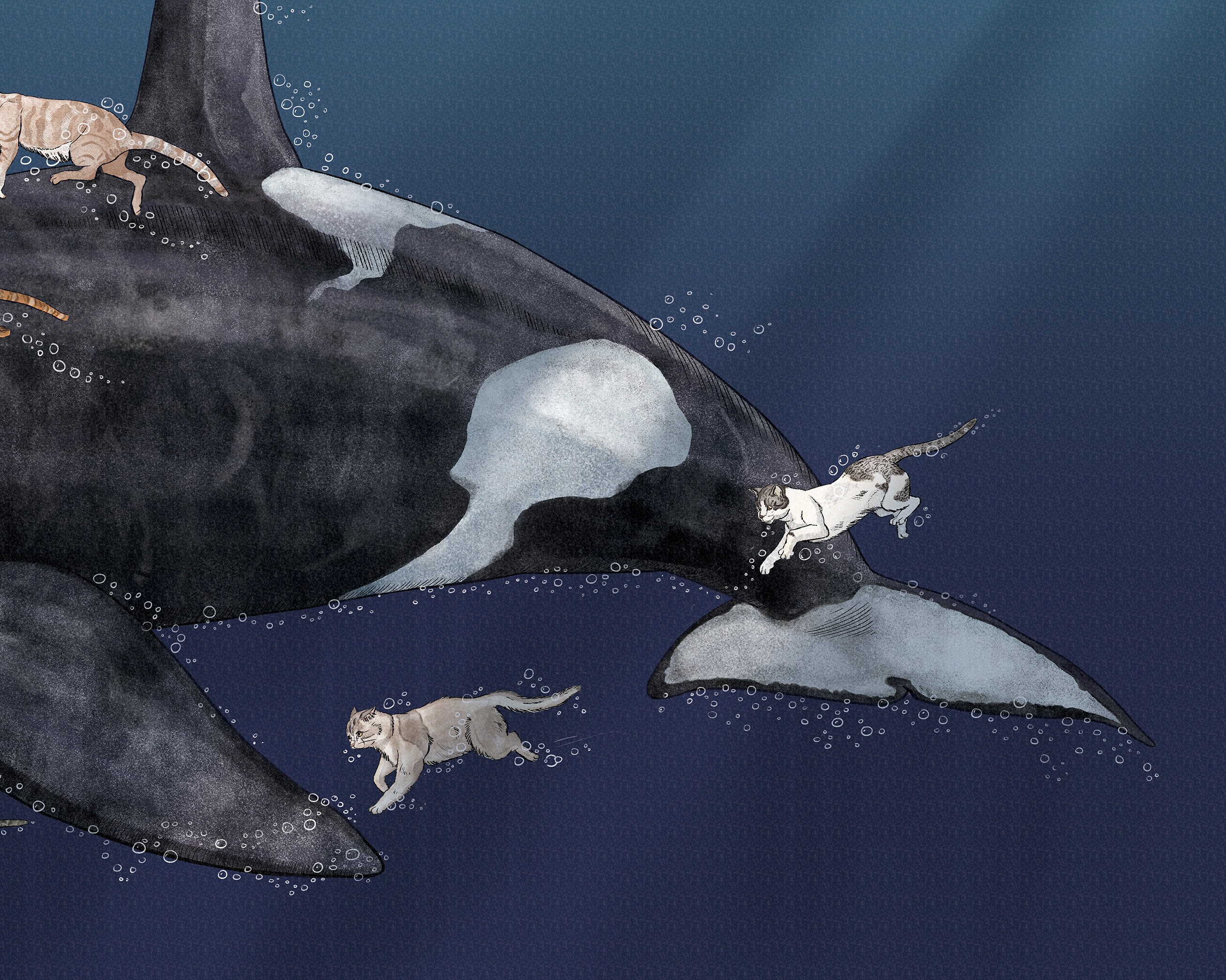 Cats Swimming With Killer Whale 8x10 Print Fine Art Print - Etsy Canada