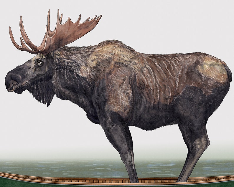 Moose in Canoe 8x10 Print North American Wildlife Painting - Etsy