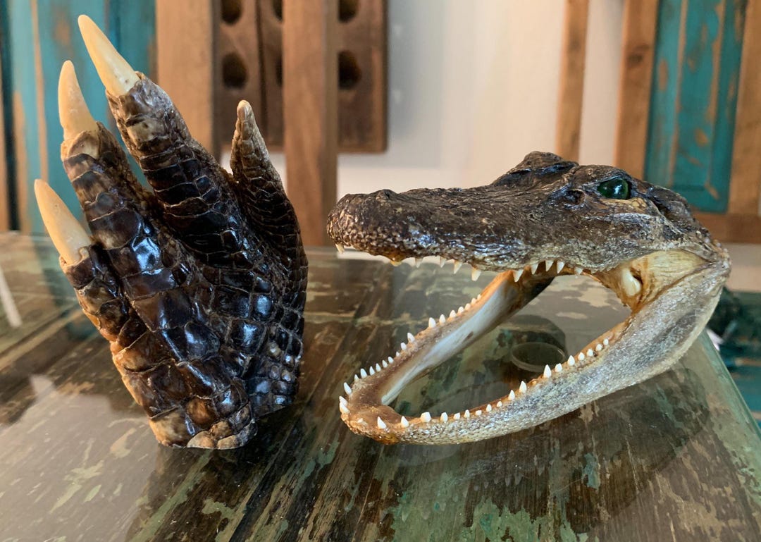 Alligator Head & Foot Taxidermy Display/gator Skull Claw Set/real ...
