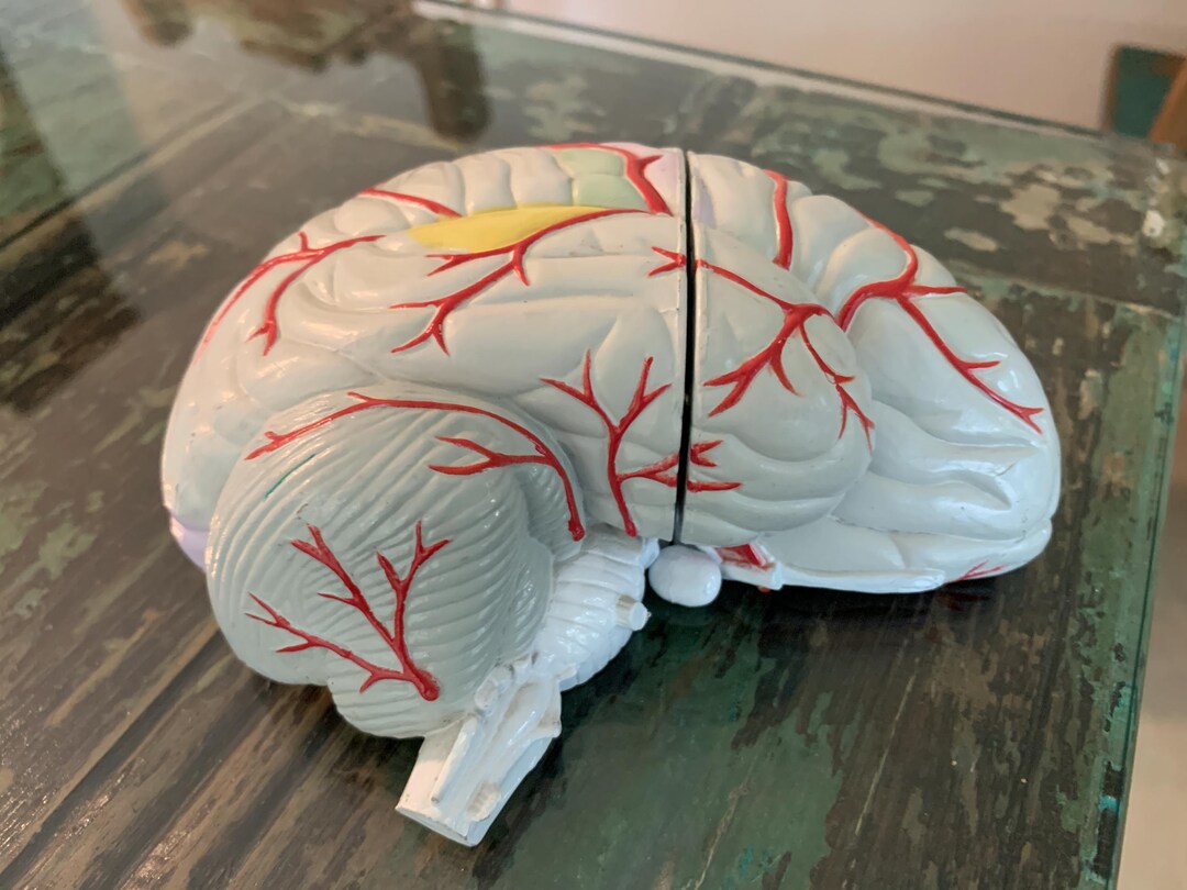 Human Half Brain Model Anatomical Anatomy Brain Cross-section Mode ...