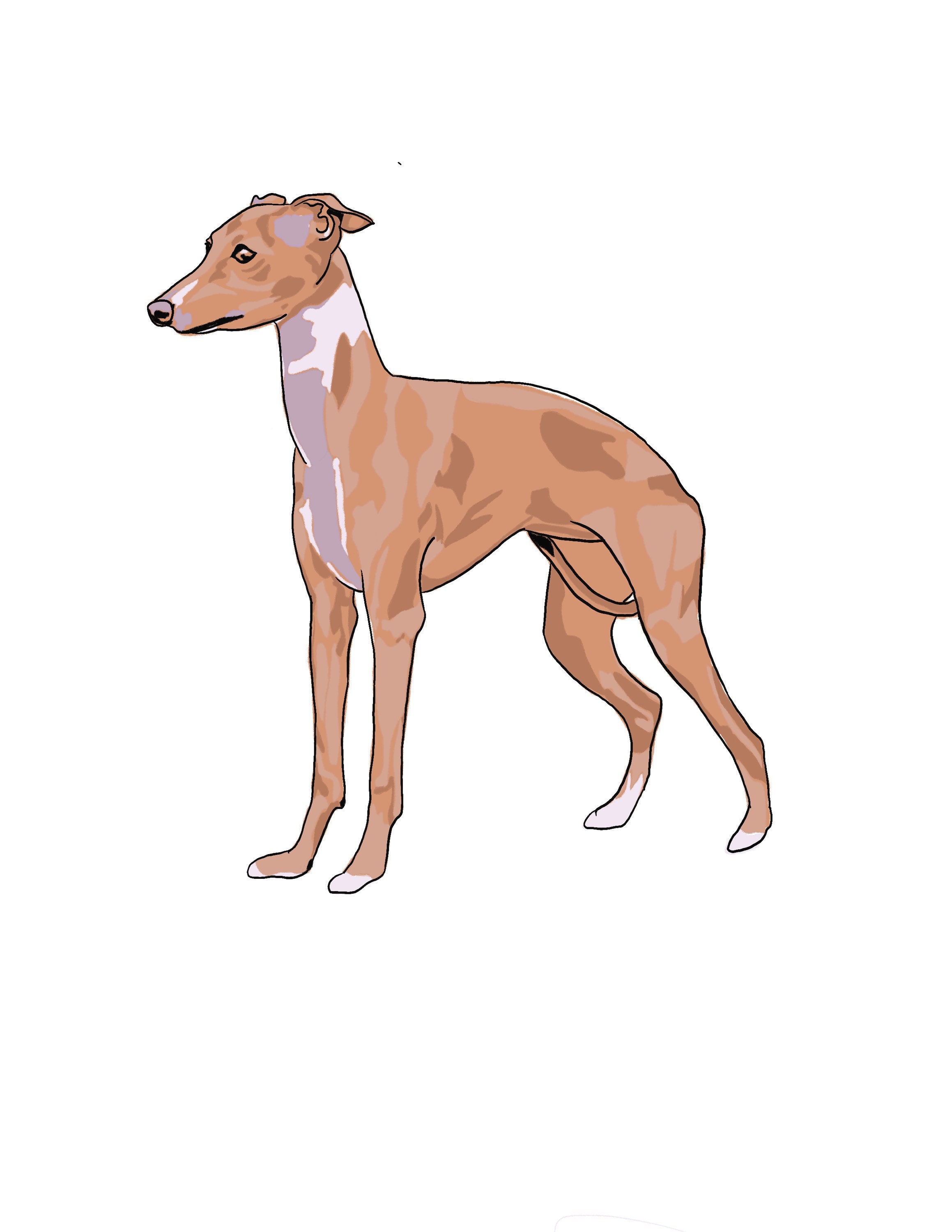 Italian Greyhound Sticker - Etsy
