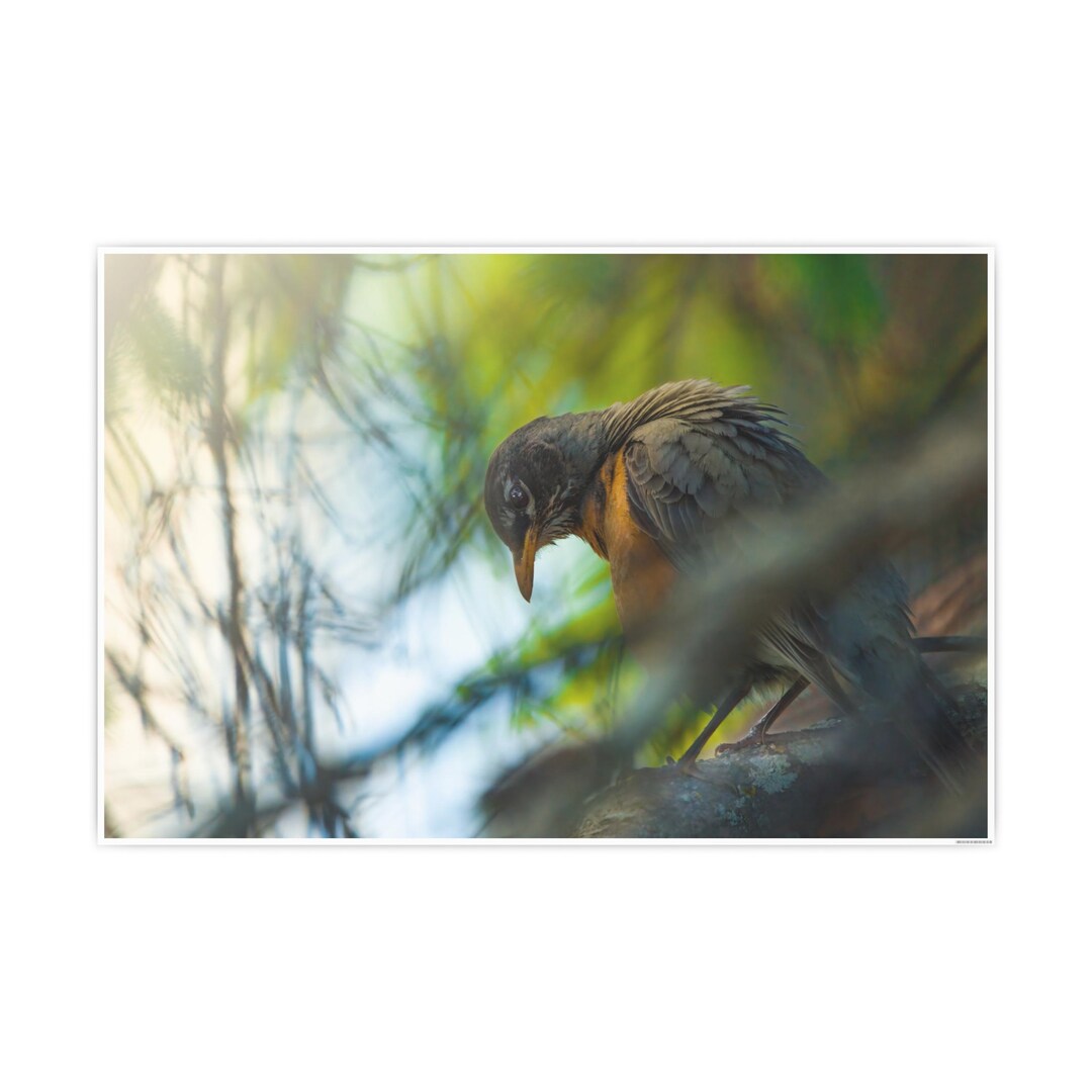 Summer Robin | Poster Photo Print - Etsy