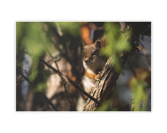 Red Squirrel Poster Squirrel Poster Squirrel Print Wildlife - Etsy
