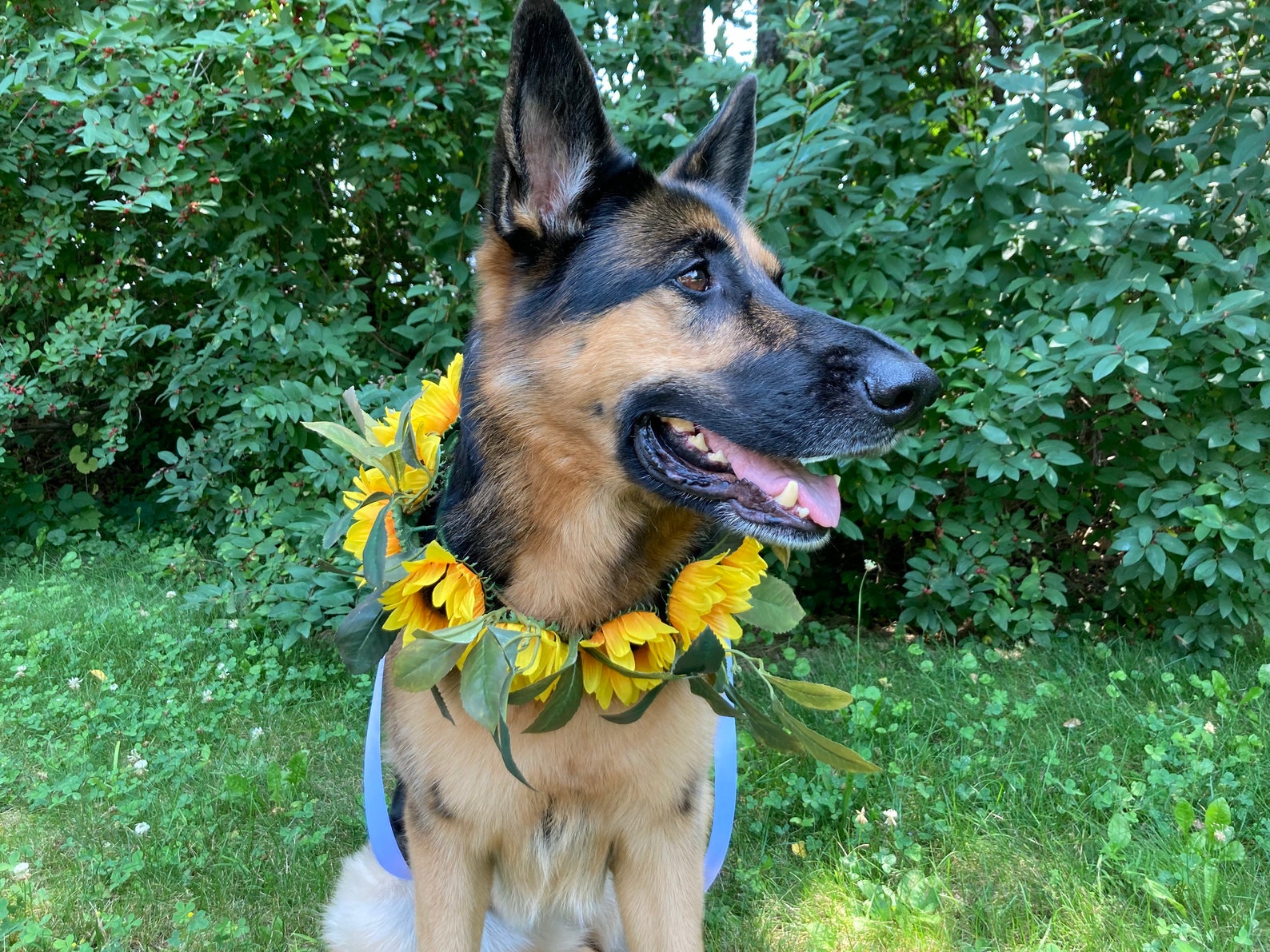Sunflower Dog Wedding Flower Wreath Rustic Dog Floral Wedding - Etsy