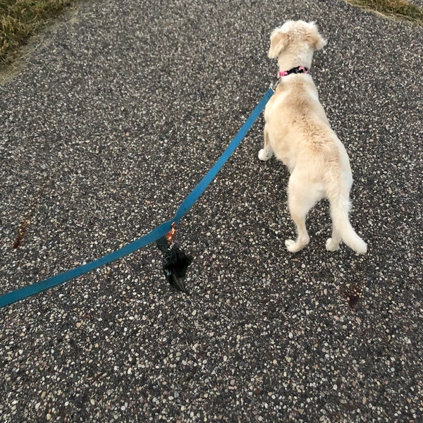 Leash Dog Poop Clip - Etsy