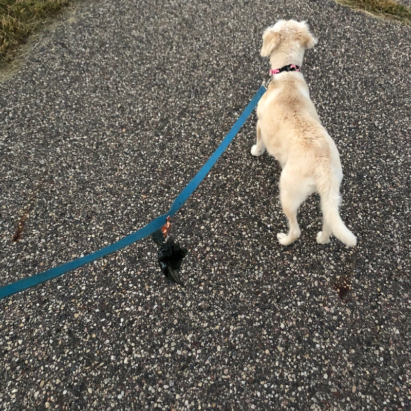 Leash Dog Poop Clip - Etsy