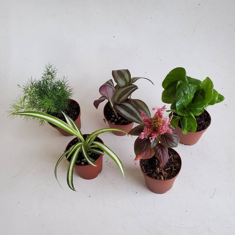 Indoor Plants Mini Foliage Assortment in 2 Pots Dish - Etsy