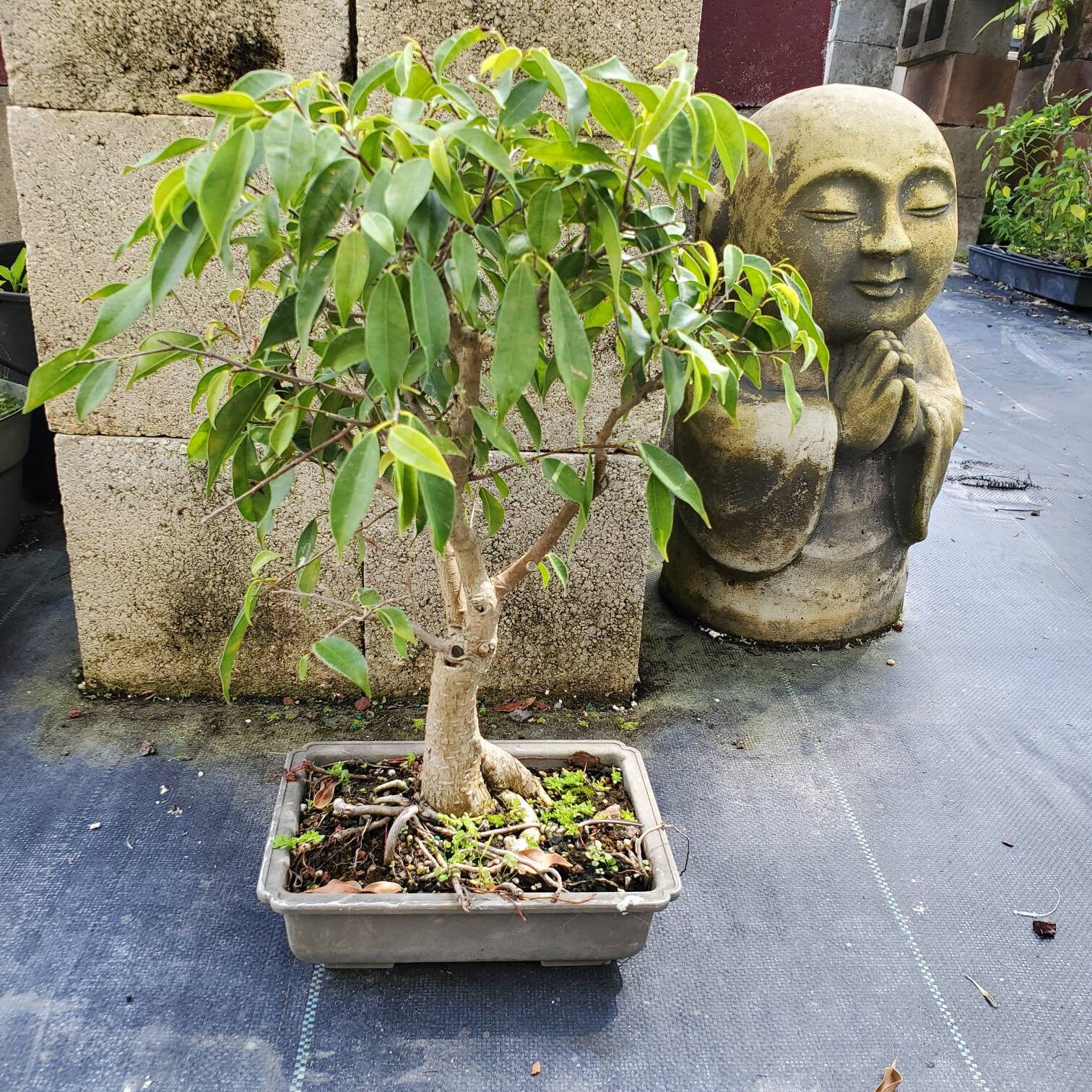 Young Ficus Bonsai