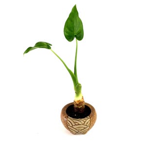 Alocasia Cuculata Root Rare Buddha's Hand Indoor Plant, Unique ...