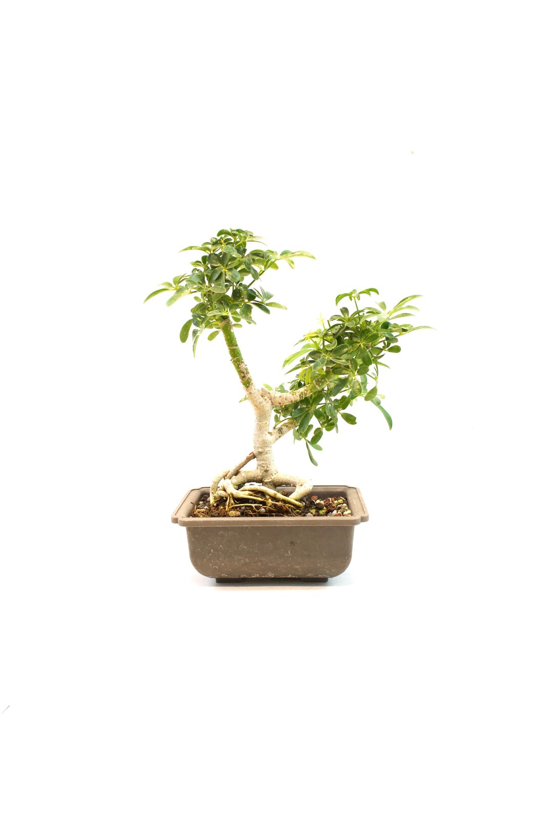 Rare Dwarf Schefflera Bonsai Tree Nebari Roots: Arboricola Luseane in 6 ...