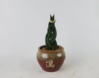 Dragon Fingers Plant - Etsy