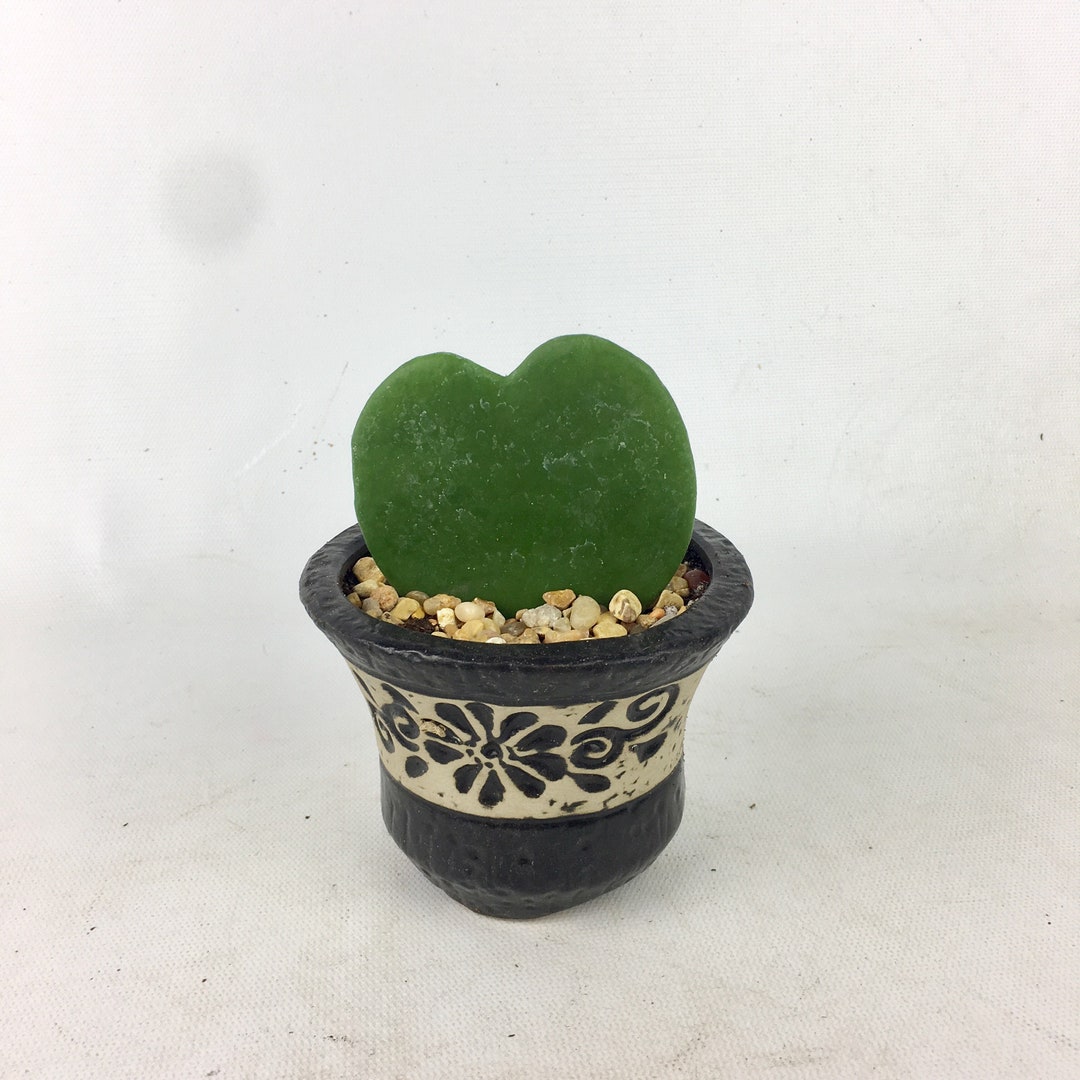 Hoya Kerrii Heart in a Floral Pot, Indoor Outdoor Sweet Heart Plant ...