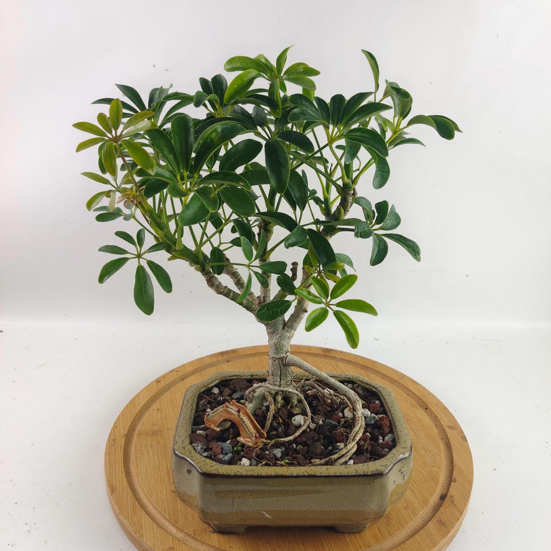 Dwarf Schefflera Bonsai Tree - Arboricola Luseane in 6" Ceramic Pot - Etsy
