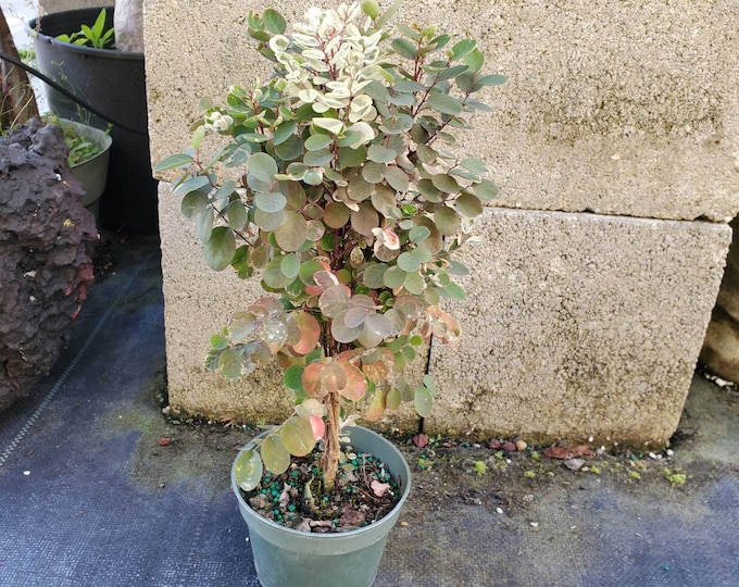 Live Bonsai Snow Bush Breynia Disticha Snow on the Mountain Indoor or ...