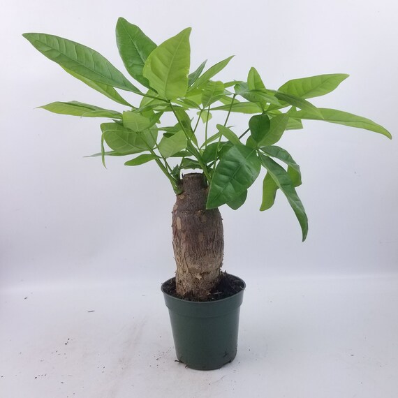 How To Grow Real Money Trees
