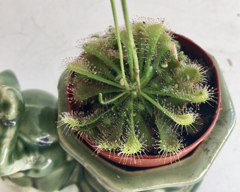 Baby Carnivorous Asian Pitcher plant Venus Fly Trap or Sundew | Etsy