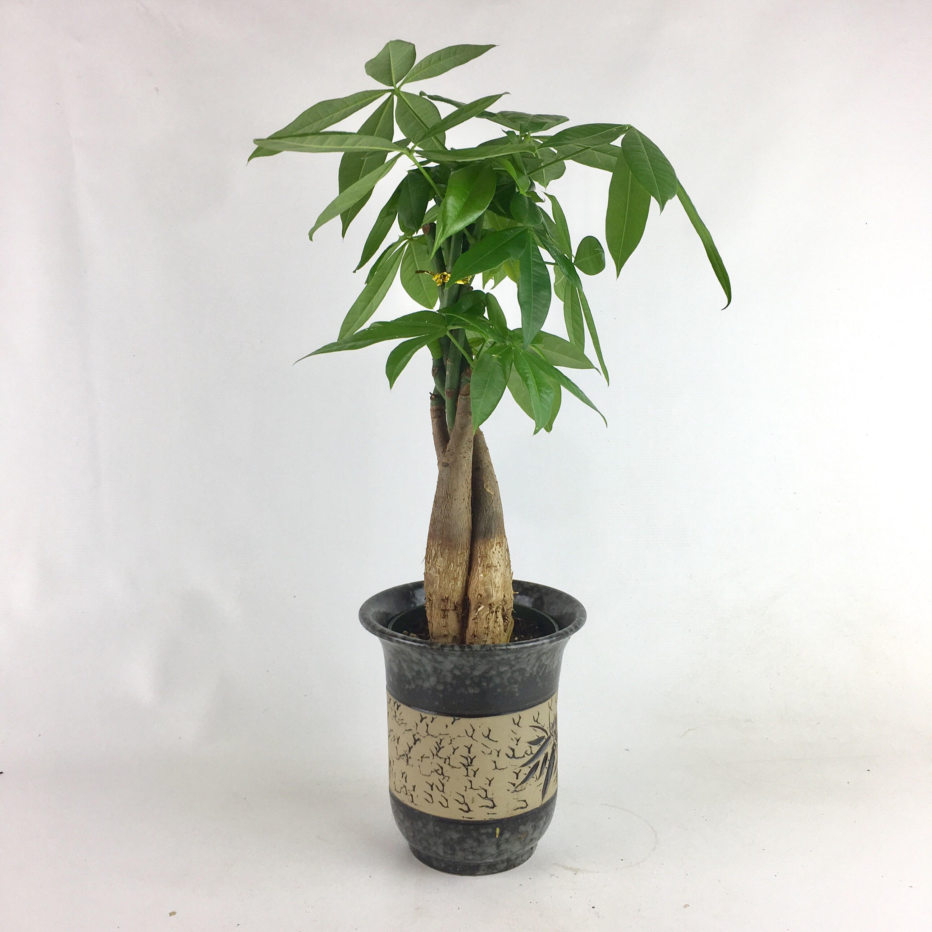 Money Tree Indoor Plant in a Pot With Bamboo Design Beautiful | Etsy