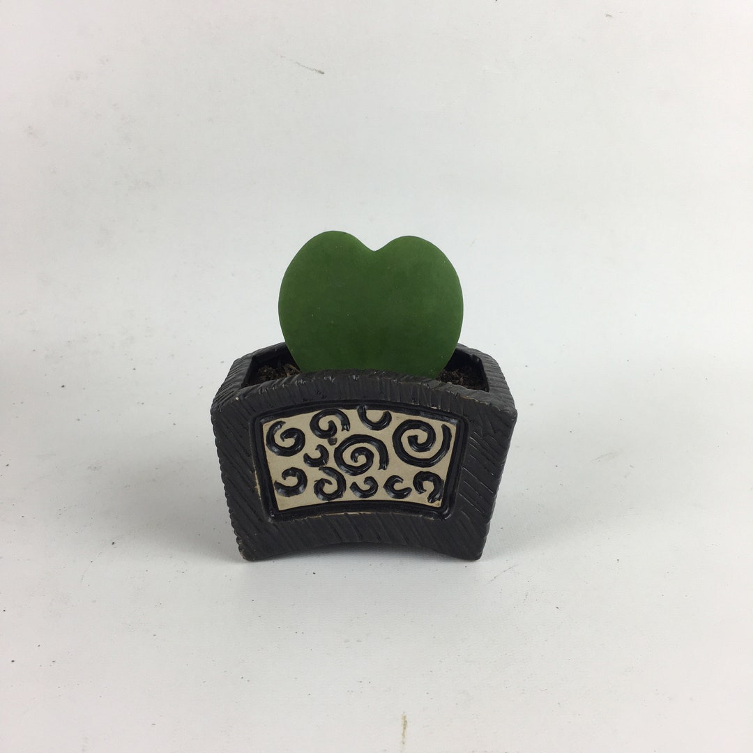 Hoya Kerrii Heart Indoor Outdoor Sweet Heart Plant Succulent Cactus ...