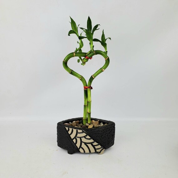 Birthday Alex Sturrock