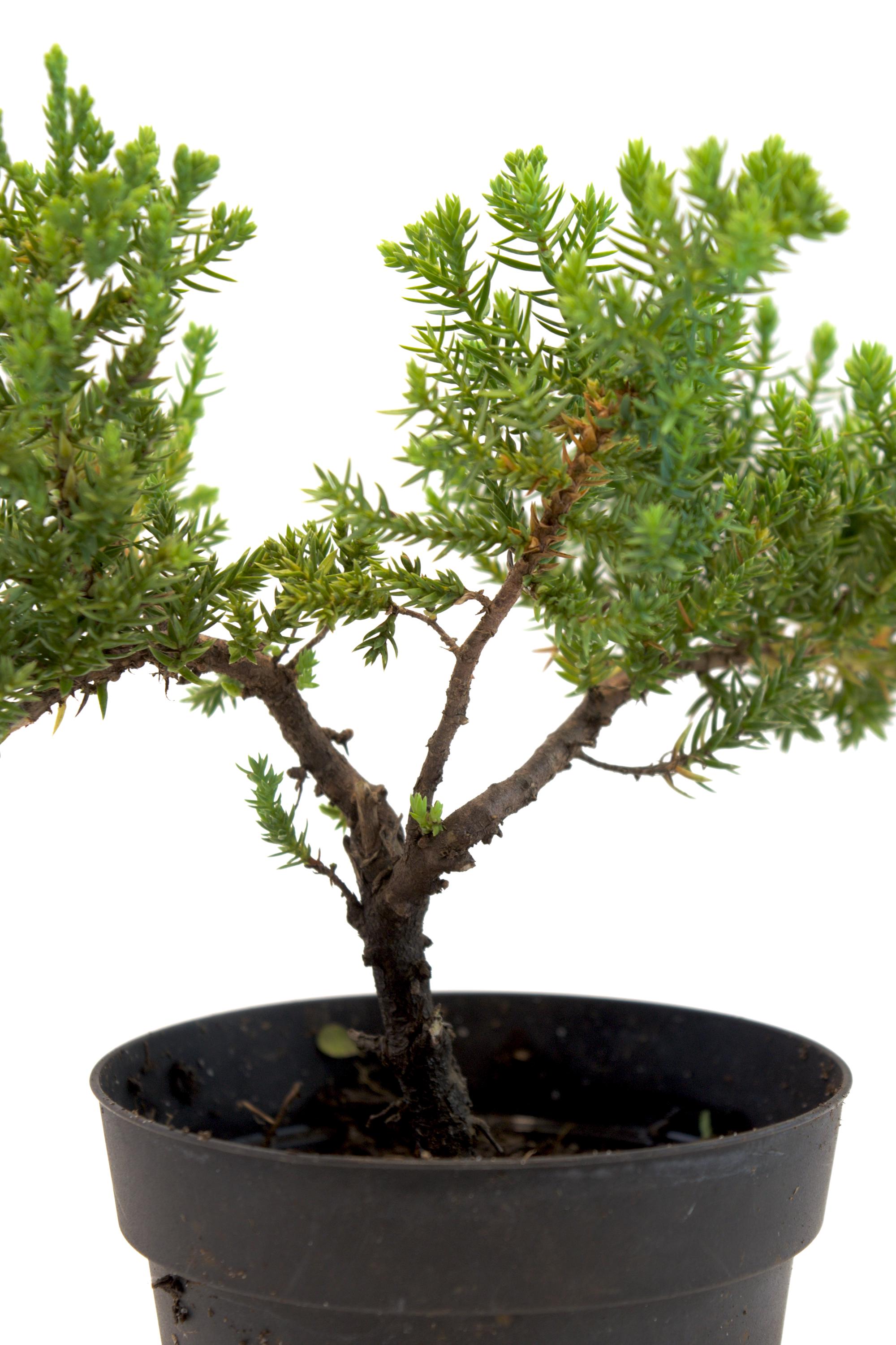 Juniper Procumbens Nana Bonsai Tree: Outdoor Cascade Style - Etsy