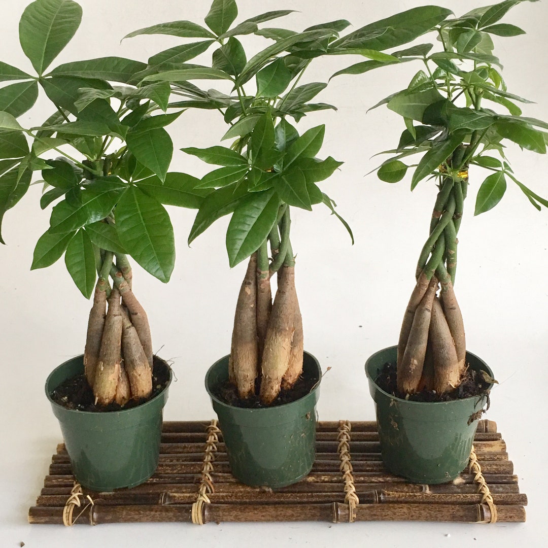 Money Tree: Braided Trunk Indoor Plant in 4" Grow Pot - Etsy