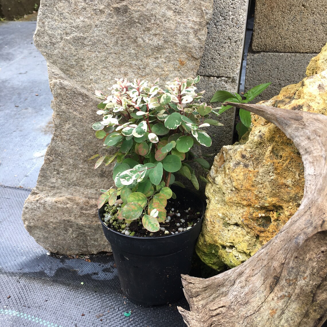 Live bonsai Snow bush Breynia Disticha Snow on the mountain | Etsy