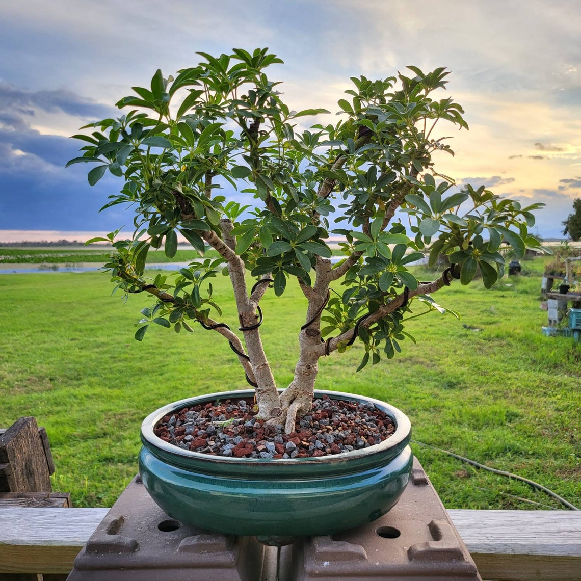 Live Bonsai Tree Dwarf Schefflera in a 9.5 Bonsai Pot - Etsy