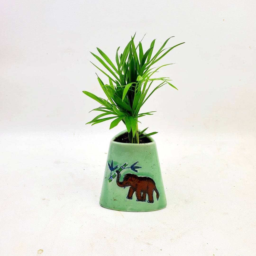Elephant Painted Planter Potted Plants, Coffee, Parlor Palm, Hypoestes ...