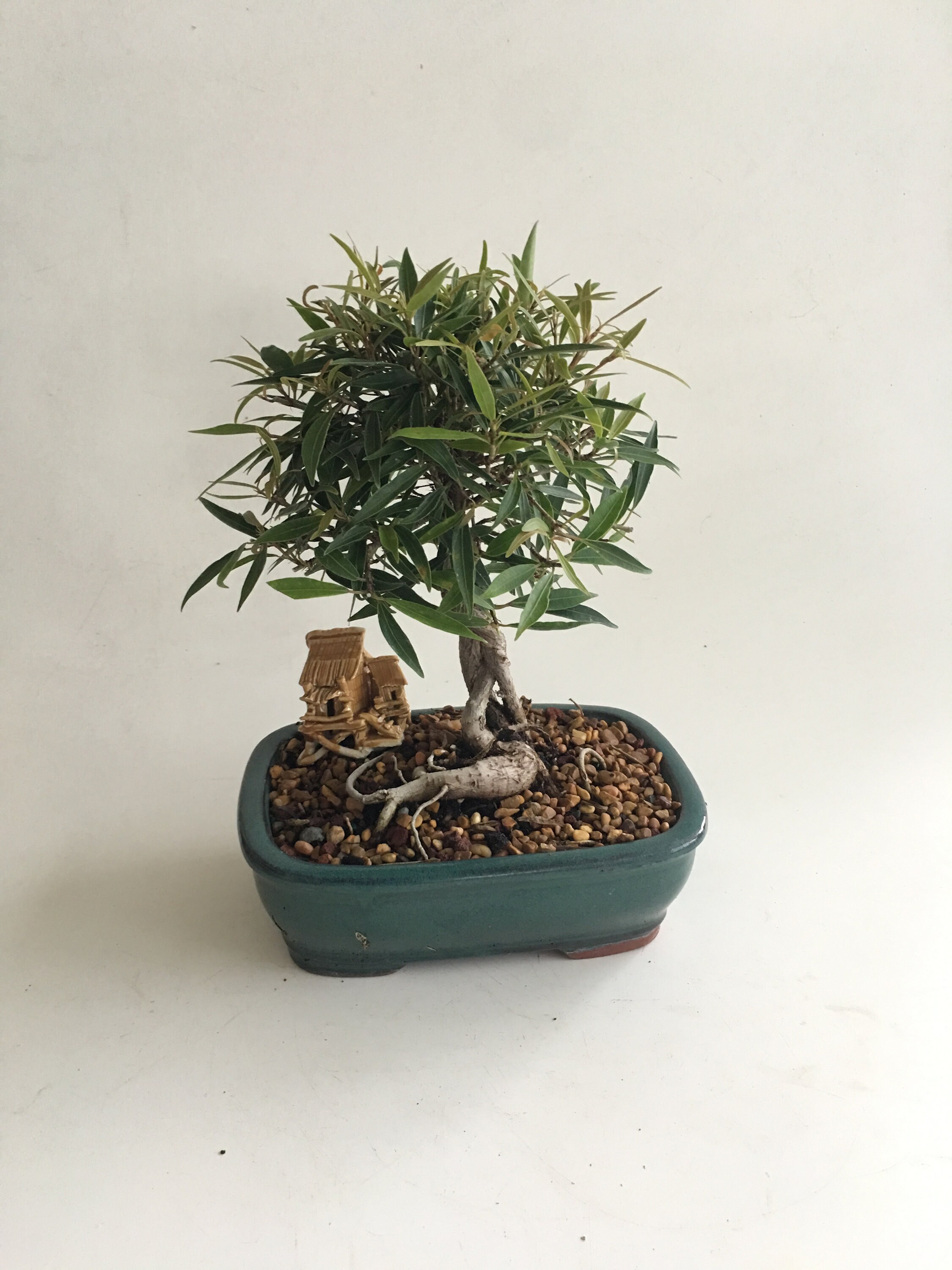 Ficus Nerifolia Bonsai
