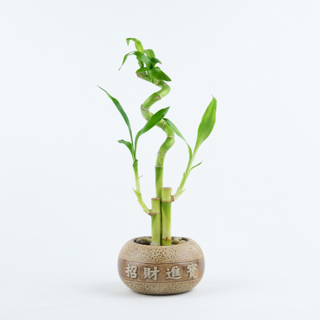 Indoor Plant Lucky Bamboo in a Chinese Character Pot, Planter, Wedding ...