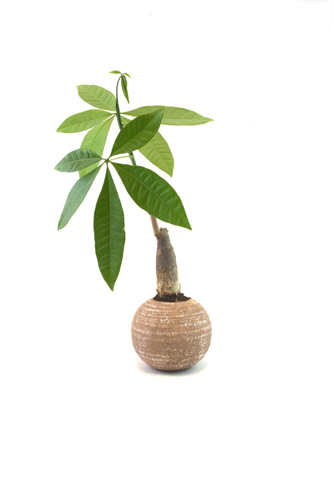 Money Tree in Ceramic Rock Pottery Style: Good Fortune Houseplant - Etsy
