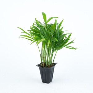 Floral Design Planter With Potted House Plants - Coffee Parlor Palm ...
