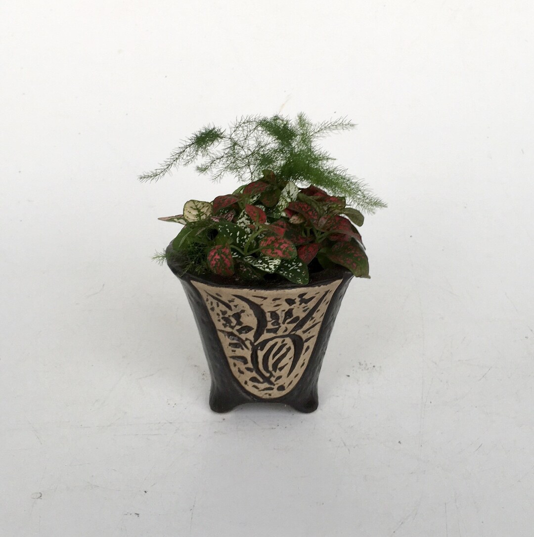 Orchid Planter With Potted House Plants - Coffee Parlor Palm Polka Dot ...