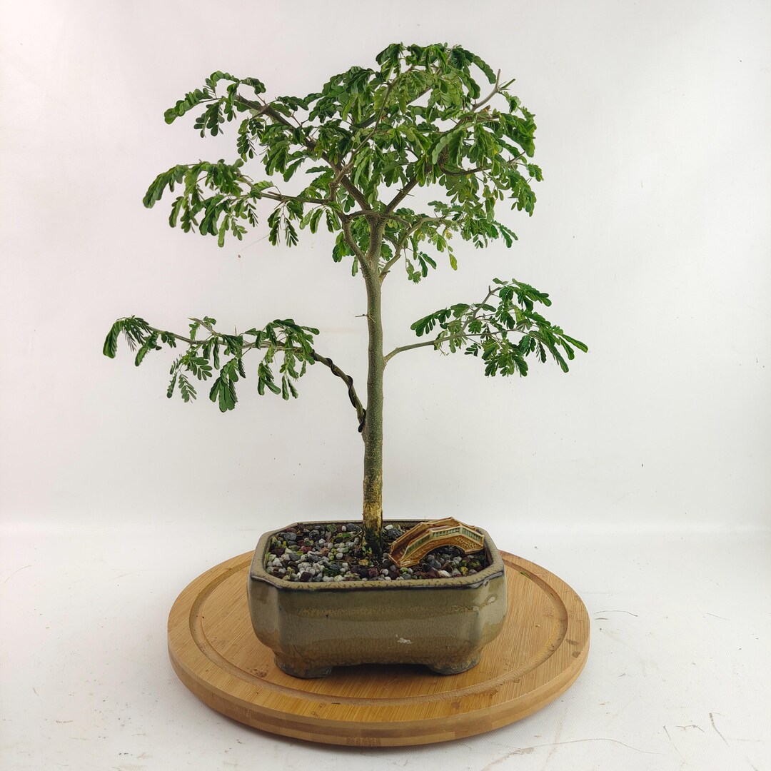 Bonsai Live Brazilian Rain Tree Pithecellobium Tortum in a 6 Bonsai Pot ...