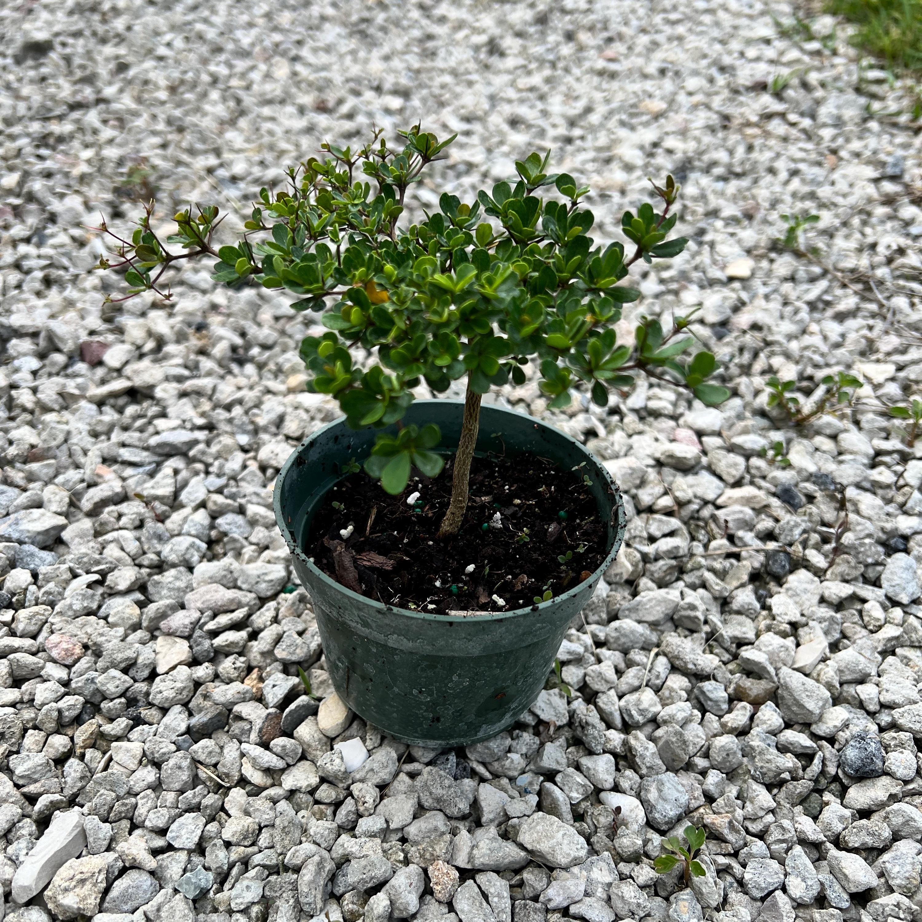 Black Olive Pre-bonsai in 4" Pot - Bucida Spinosa, Indoor or Outdoor ...