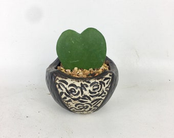 Hoya Kerrii Heart Indoor Outdoor Sweet Heart Plant Succulent | Etsy