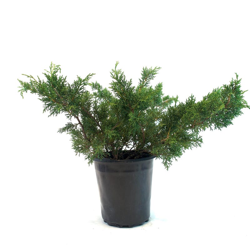 Juniper Bonsai Tree - Etsy