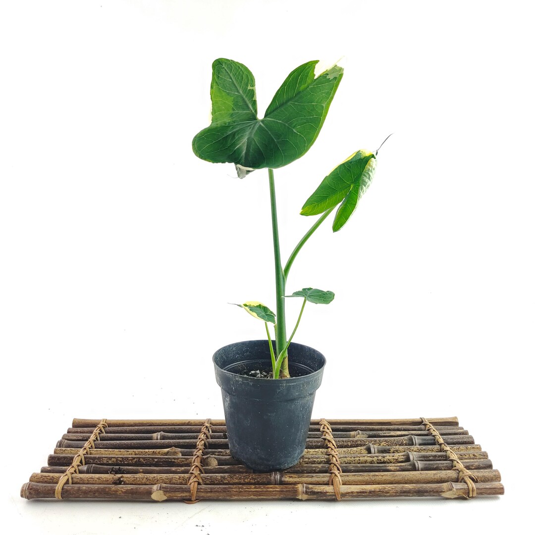 Alocasia Mickey Mouse Plant - 4" Pot - Unique Foliage - Etsy