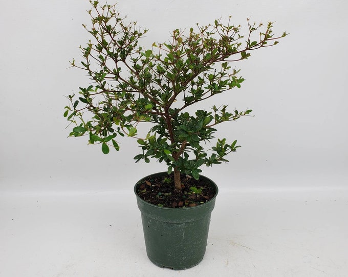 Bonsai Live Tree Black Olive, Bucida Spinosa, Indoor Outdoor Plant, 4 ...