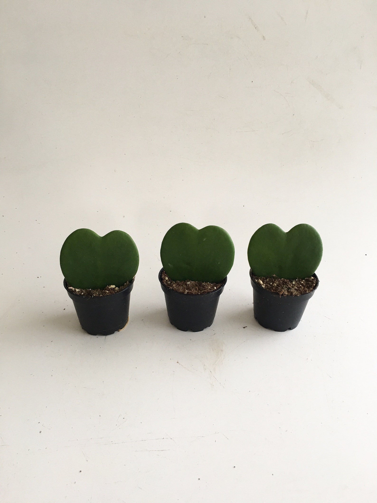 Hoya Kerrii Heart Indoor Outdoor Sweet Heart Plant Succulent | Etsy